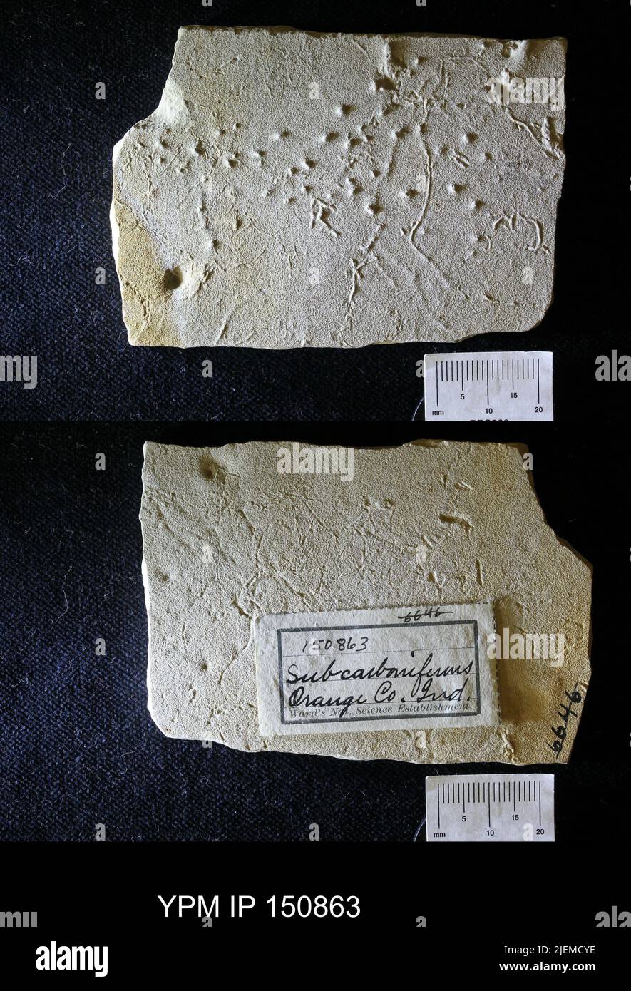 Bifurcus hi-res stock photography and images - Alamy