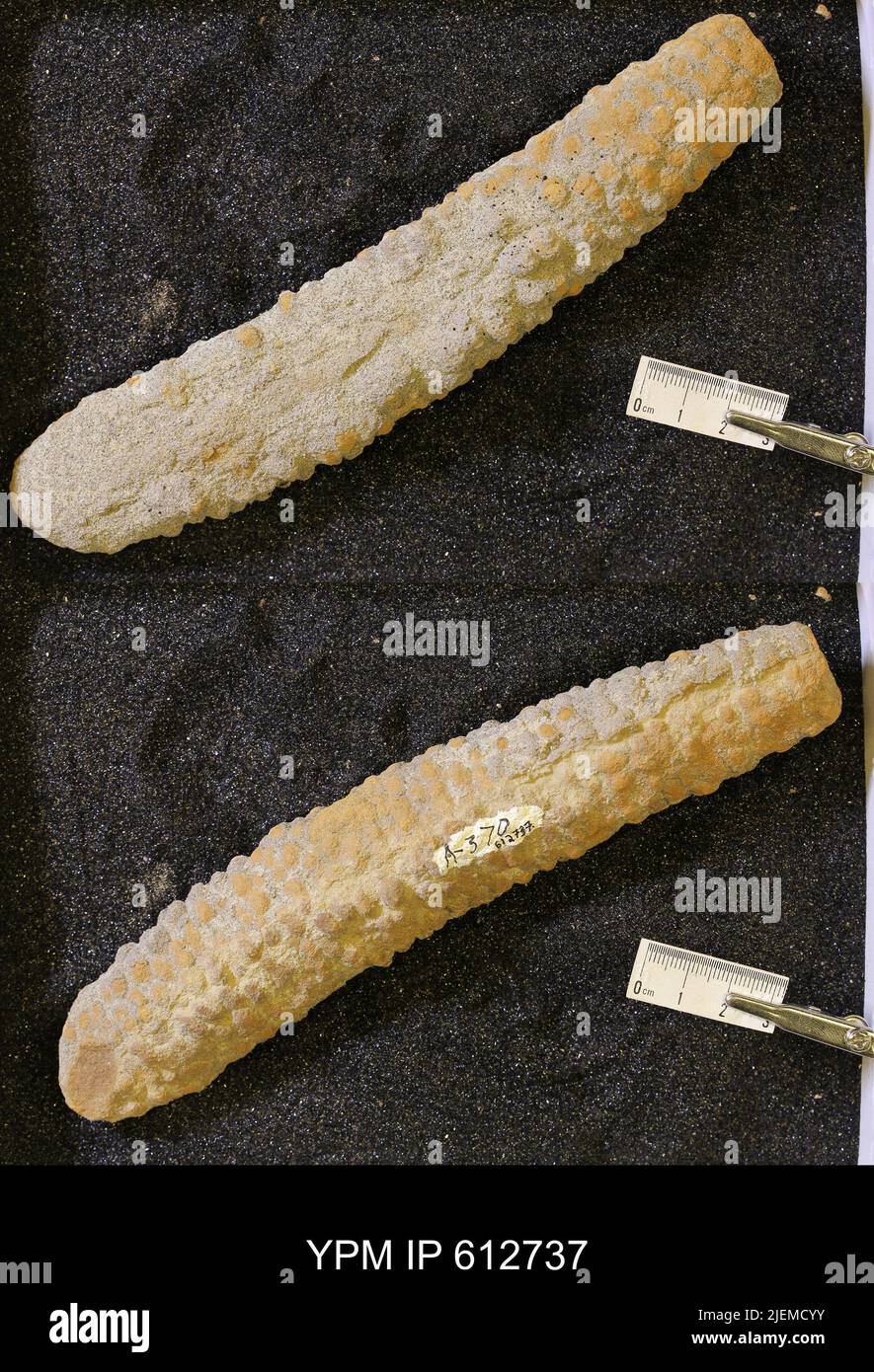 Ophiomorpha nodosa ichnofossil hi-res stock photography and images - Alamy