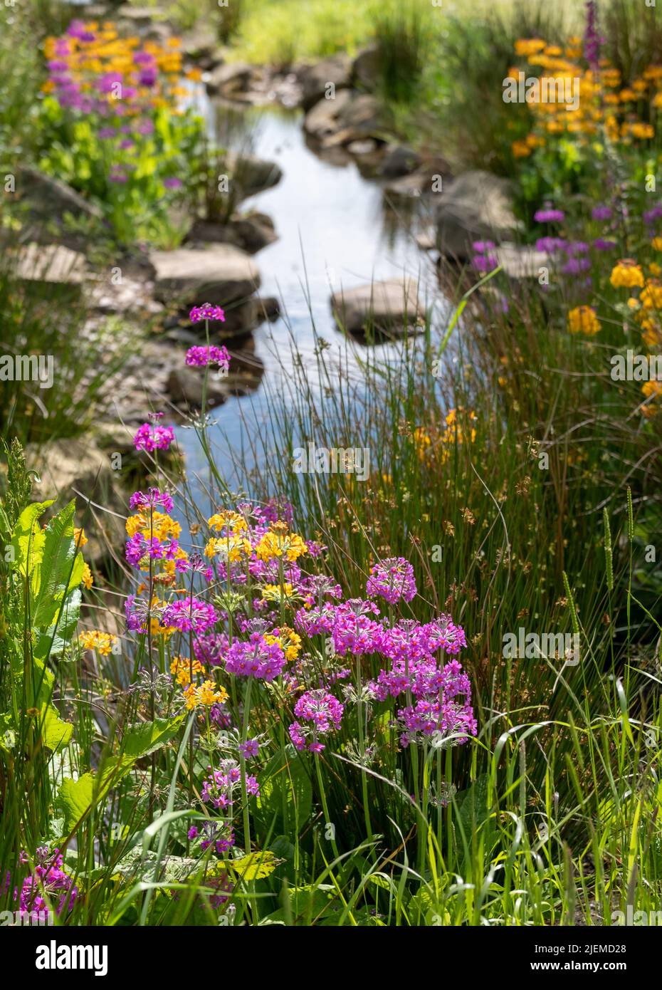 Colourful candelabra primulas growing in the Chinese streamside garden ...