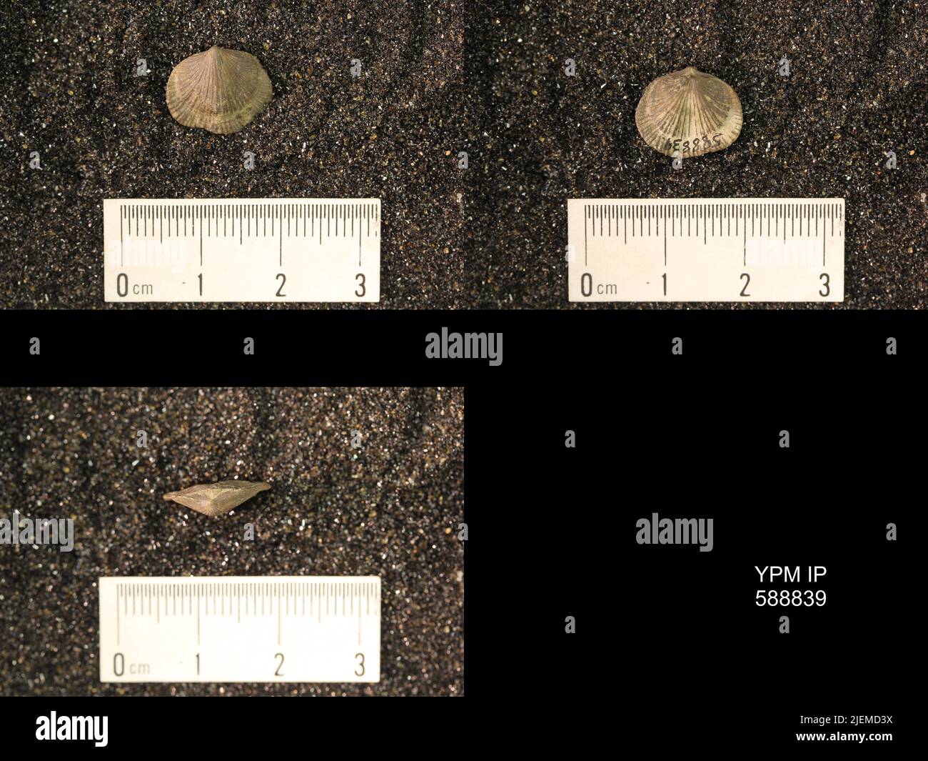 1875 animalia hi-res stock photography and images - Alamy