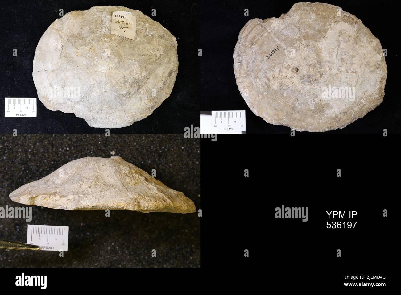 Sand dollar species hi-res stock photography and images - Alamy