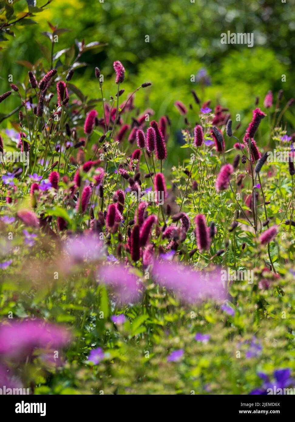 Drought resistant perennial Sanguisorba Tanna Burnet flowers in ...