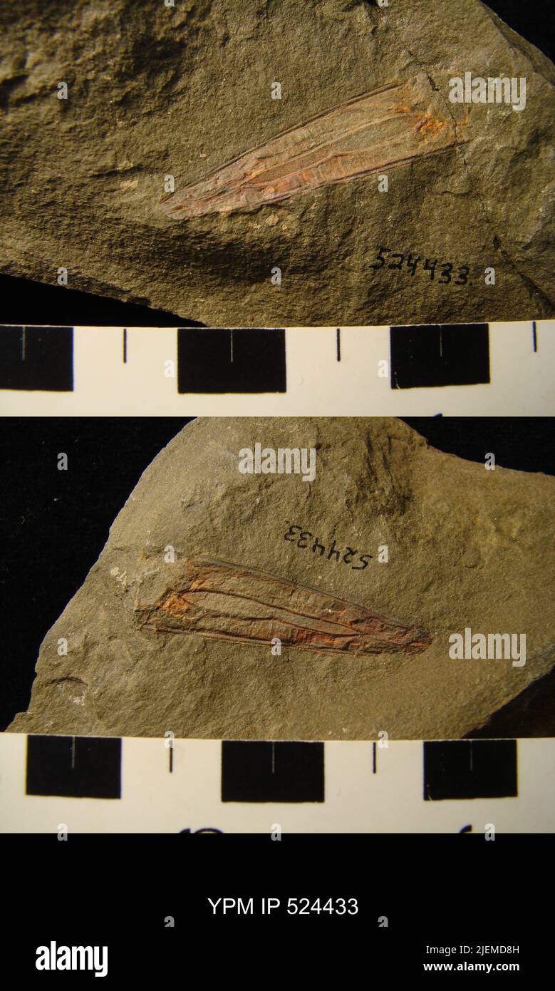 Fossil conulariids hi-res stock photography and images - Alamy