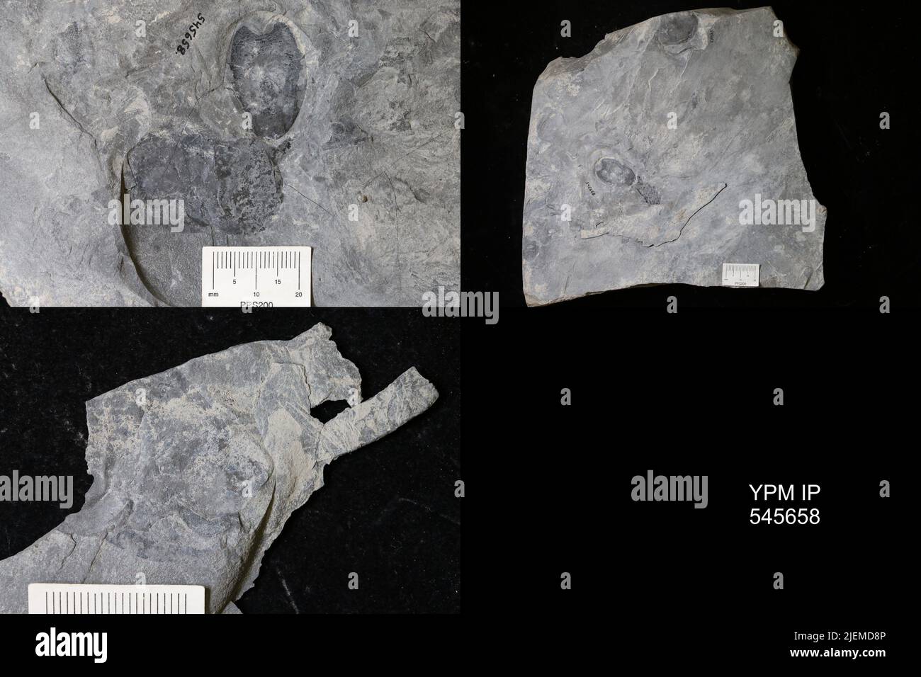 Erettopterus hi-res stock photography and images - Alamy