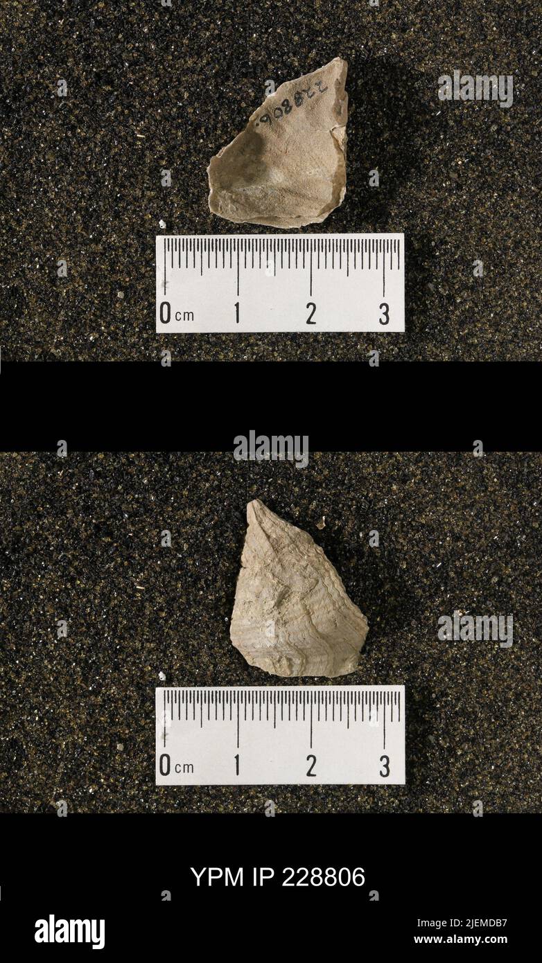 Neospirifer sp animalia hi-res stock photography and images - Alamy