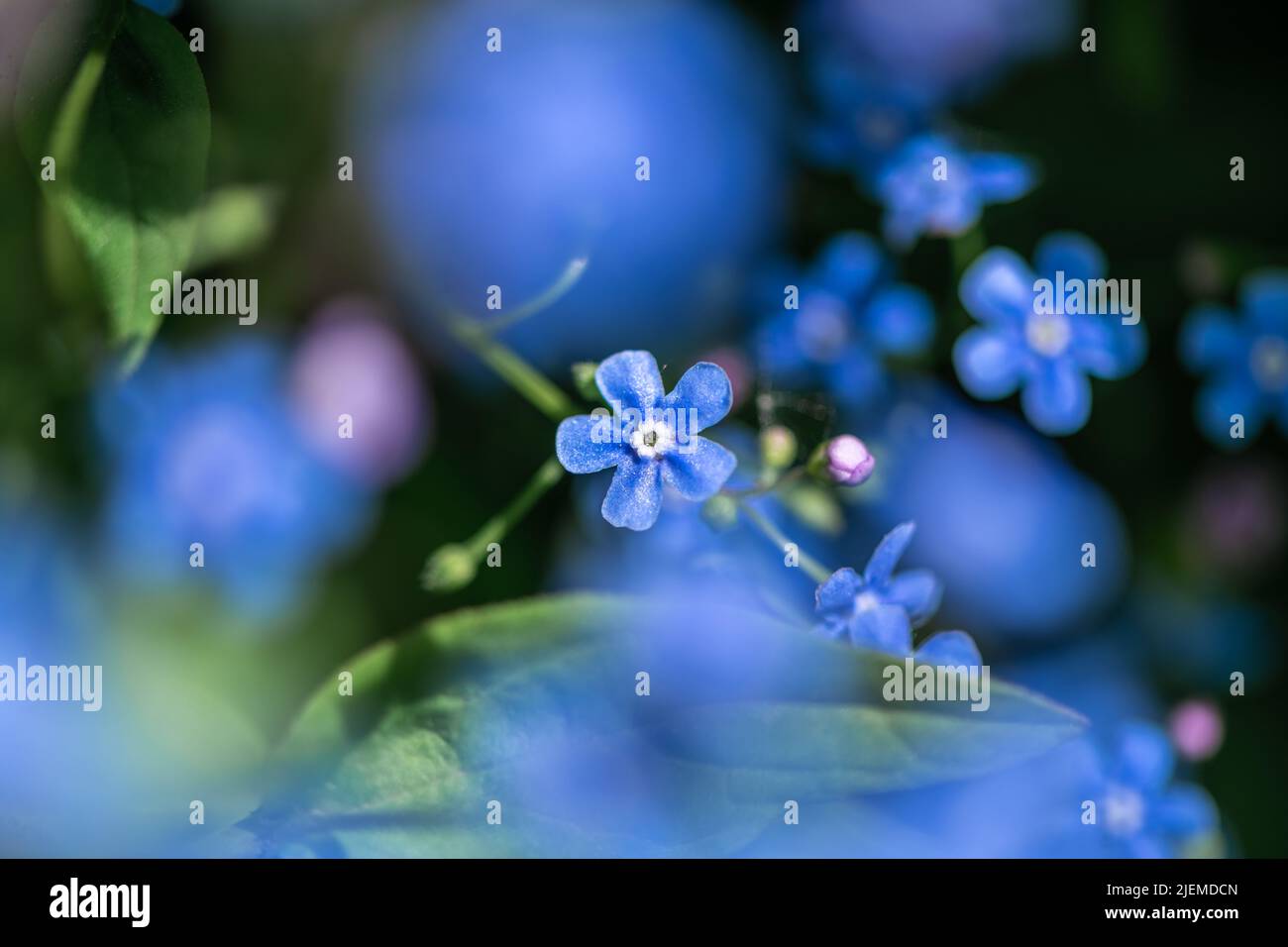 blue flowers forget-me-not flowers. spring, summer Stock Photo - Alamy