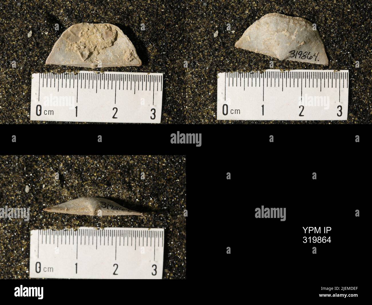 Chonetes granulifer meekanus girty animalia hi-res stock photography ...