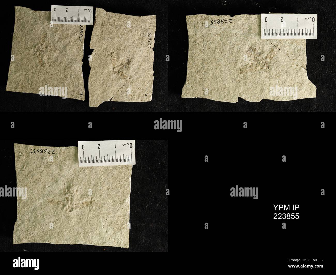 Order blattaria hi-res stock photography and images - Alamy