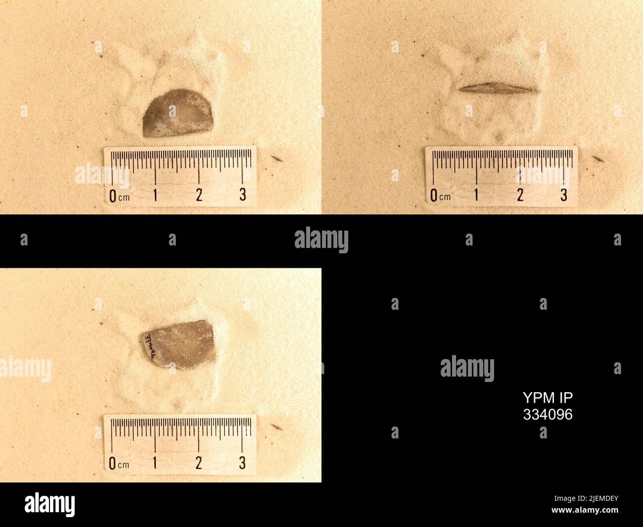 Rafinesquina squamula james hi-res stock photography and images - Alamy