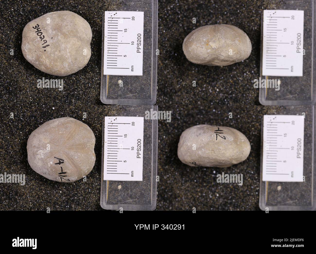 Enallaster texanus Roemer Stock Photo - Alamy