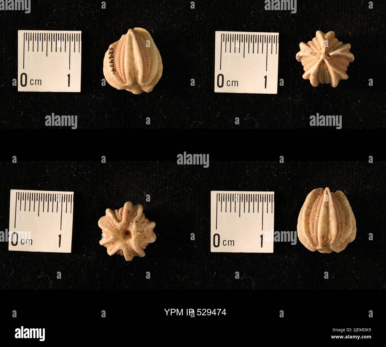 Deltoblastus batheri (Wanner, 1924 Stock Photo - Alamy