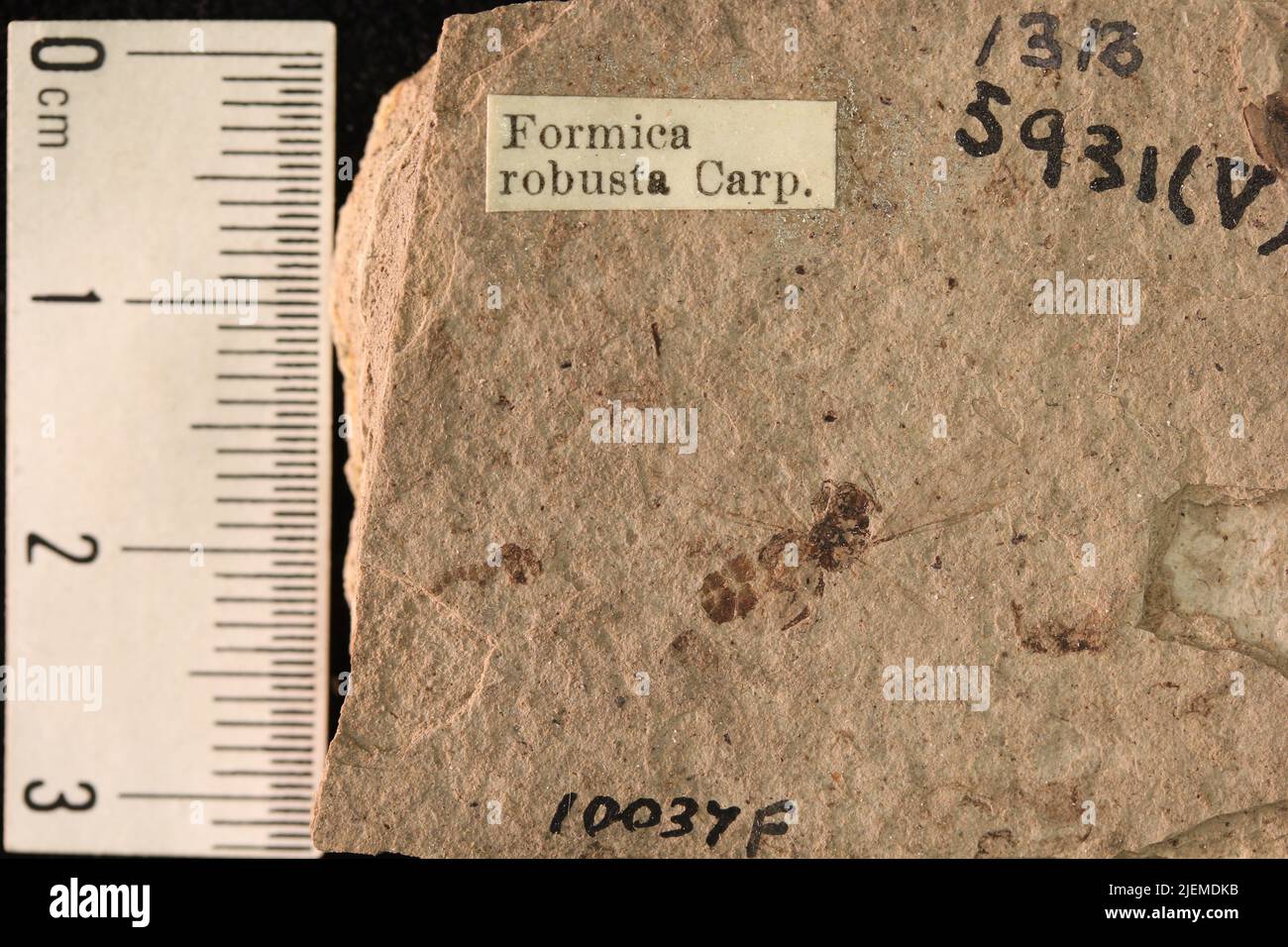 Formica robusta Carpenter. IPC.01747: Colorado. Teller County ...