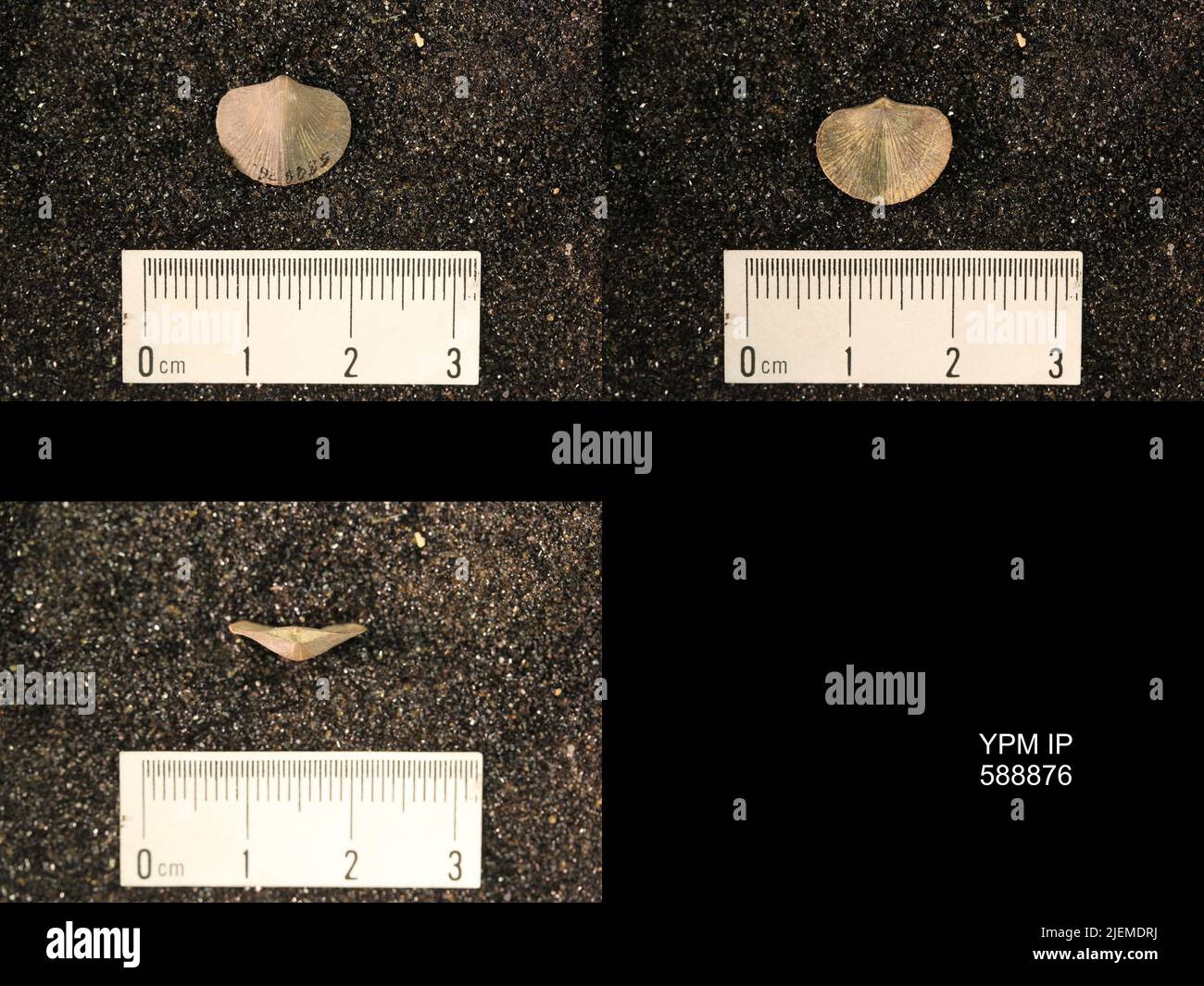 Ordovician era hi-res stock photography and images - Alamy