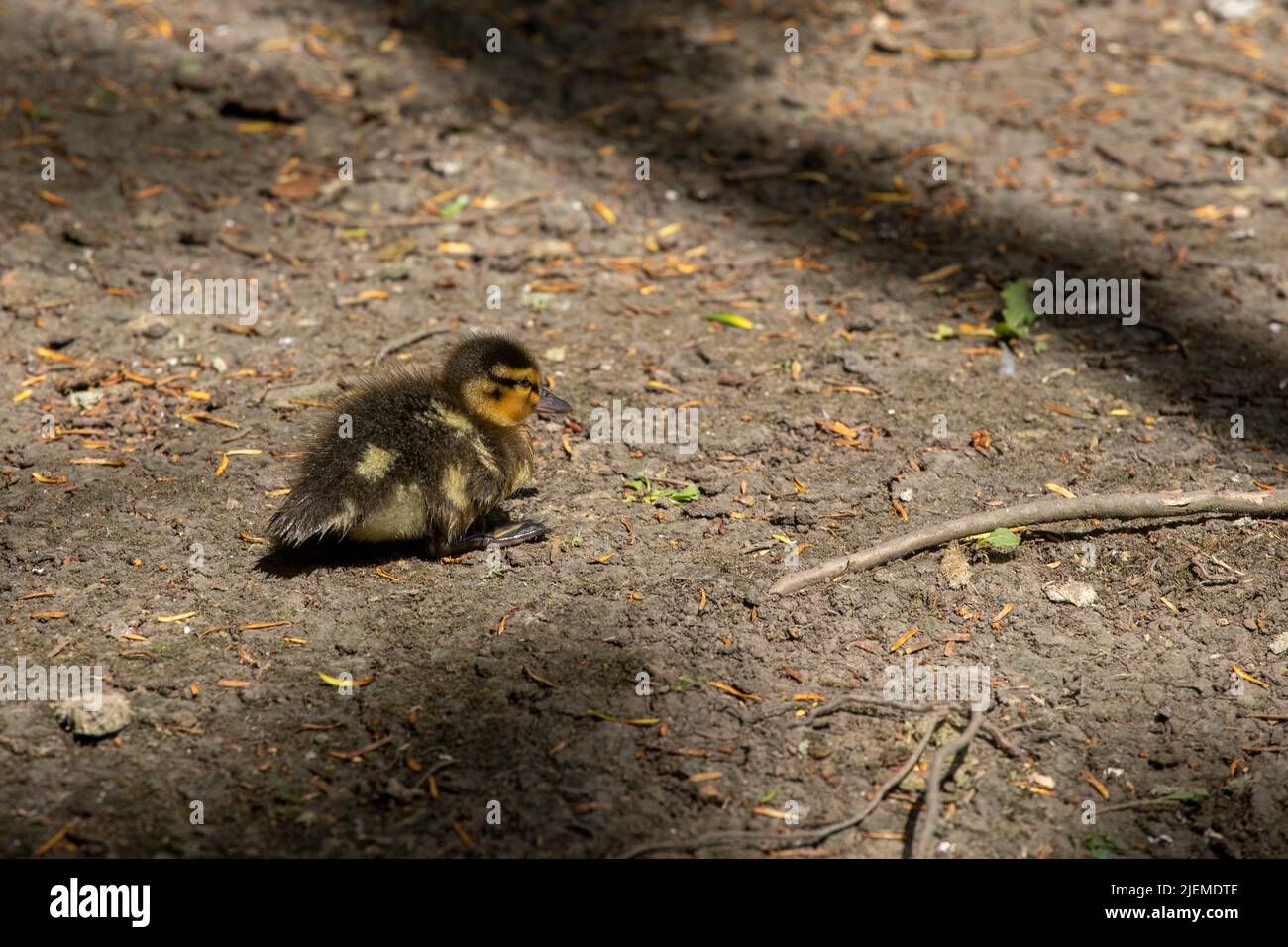 Grey duck baby hi-res stock photography and images - Alamy