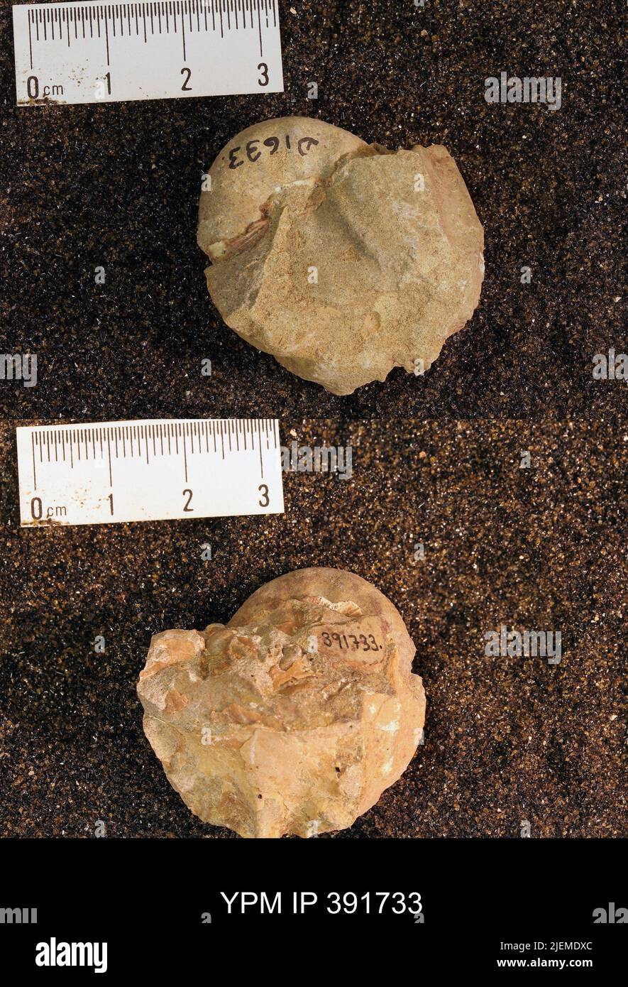 Scaphites hi-res stock photography and images - Alamy