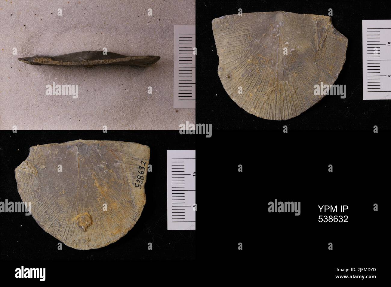 Rafinesquina alternata fracta meek hi-res stock photography and images ...