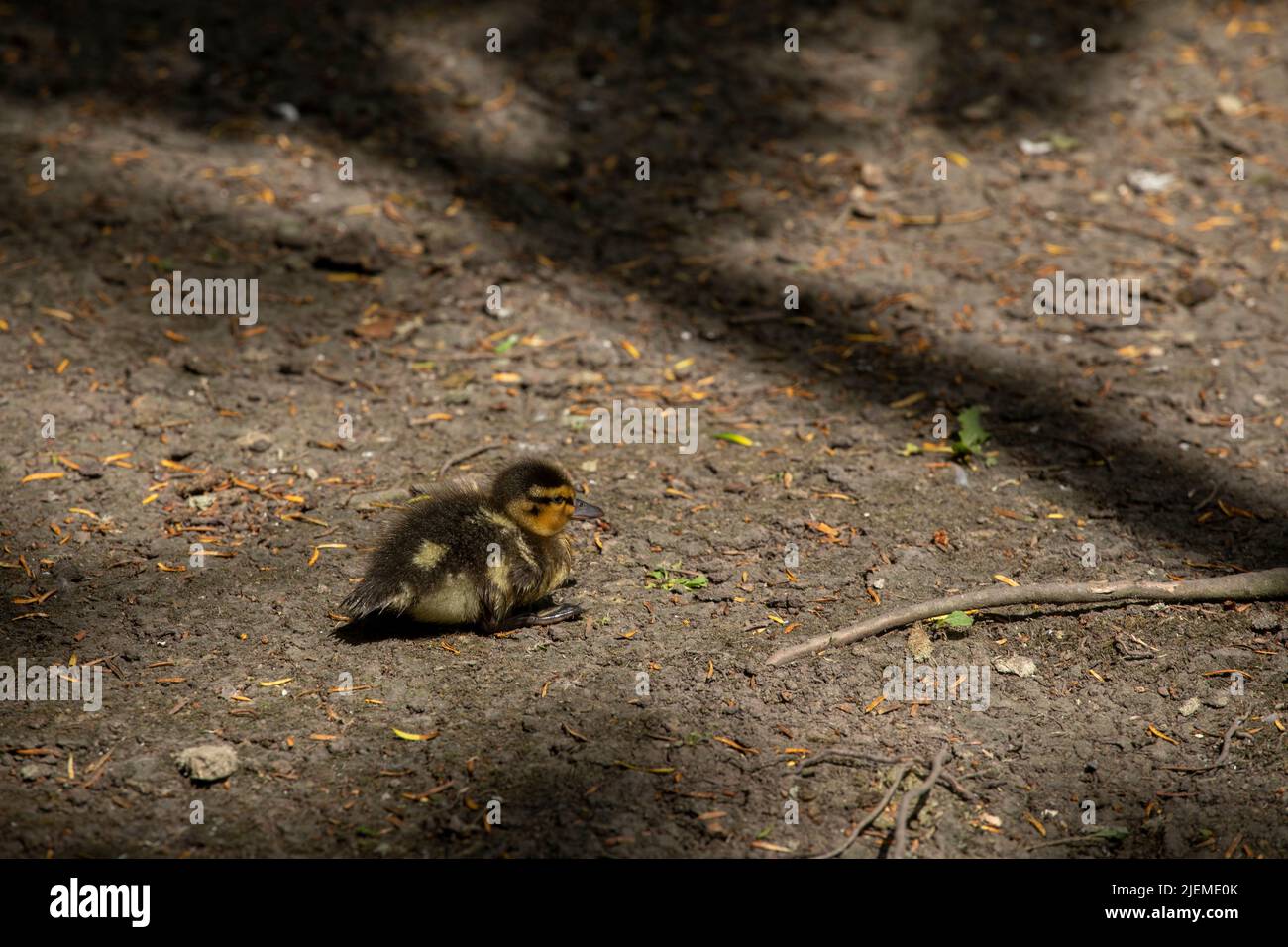 Duckling portrait hi-res stock photography and images - Alamy
