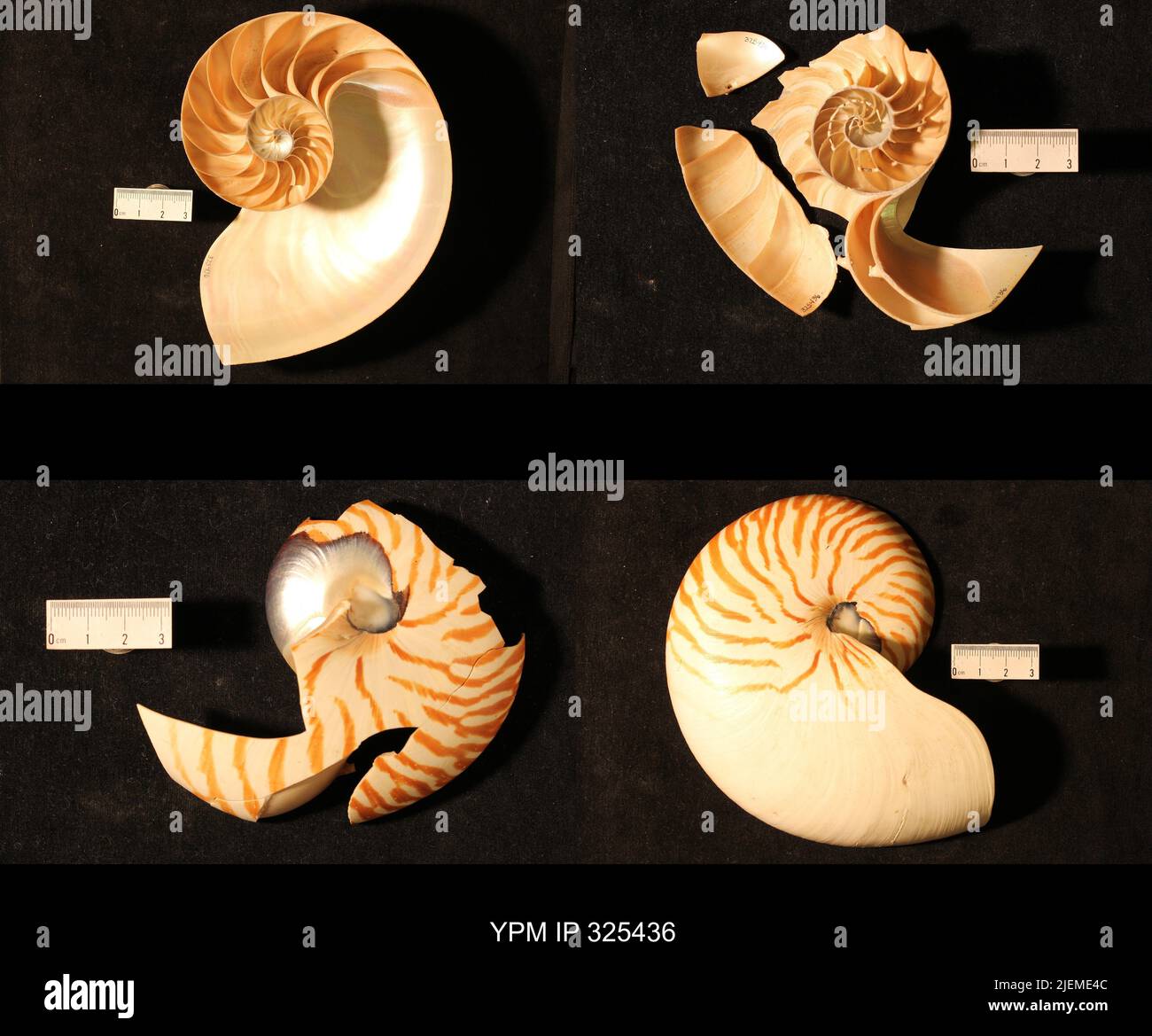 Nautilus pompilius Linnaeus Stock Photo - Alamy