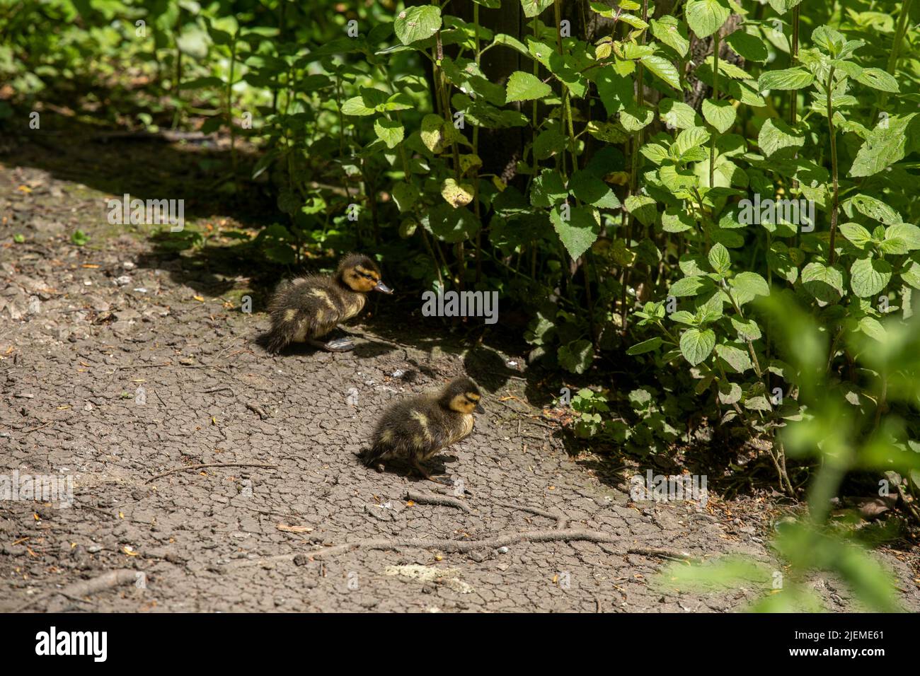 Duckling flowers hi-res stock photography and images - Alamy