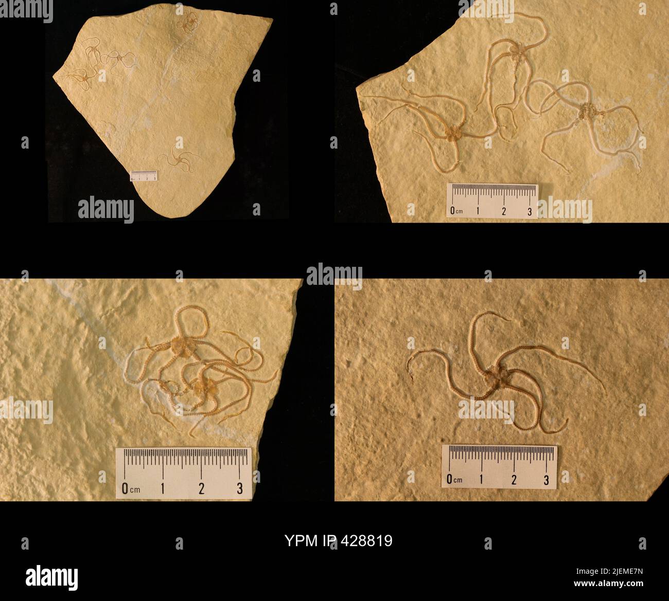 Geocoma hi-res stock photography and images - Alamy