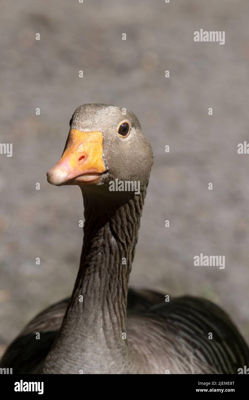 Greylag geese migration hi-res stock photography and images - Alamy