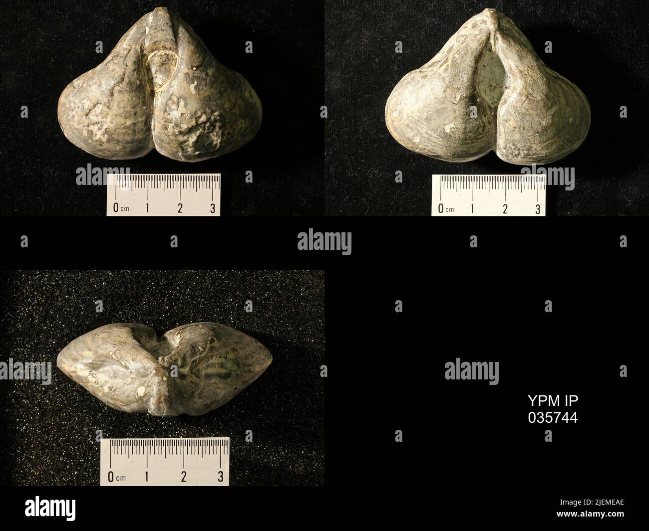 Diphyoides hi-res stock photography and images - Alamy