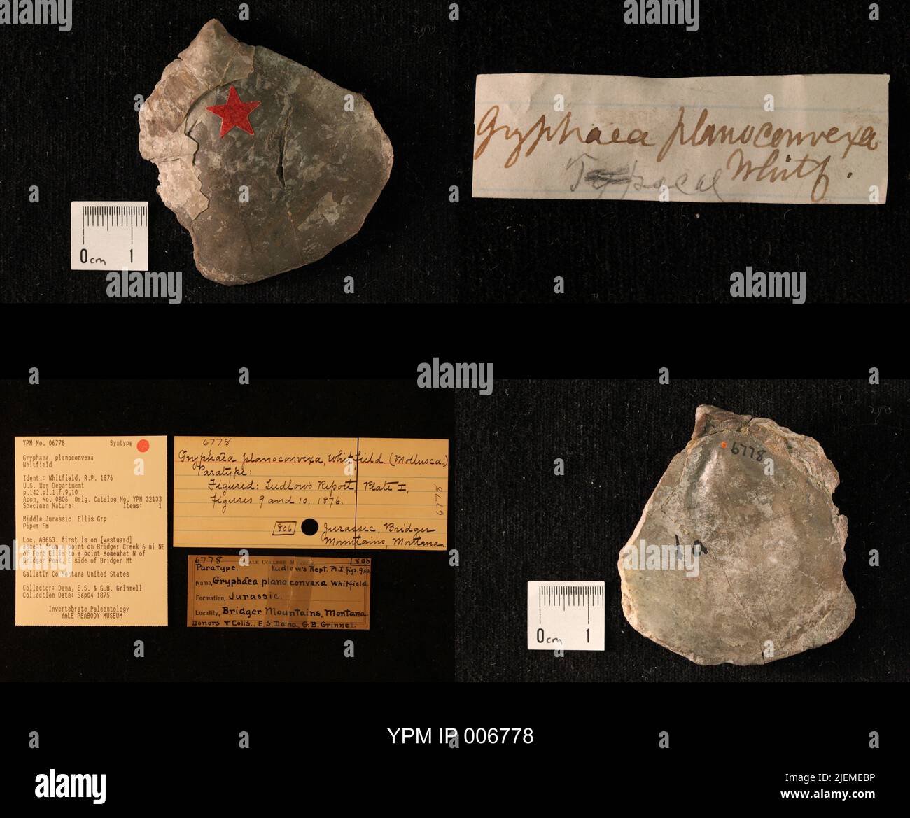 Gryphaea planoconvexa whitfield hi-res stock photography and images - Alamy