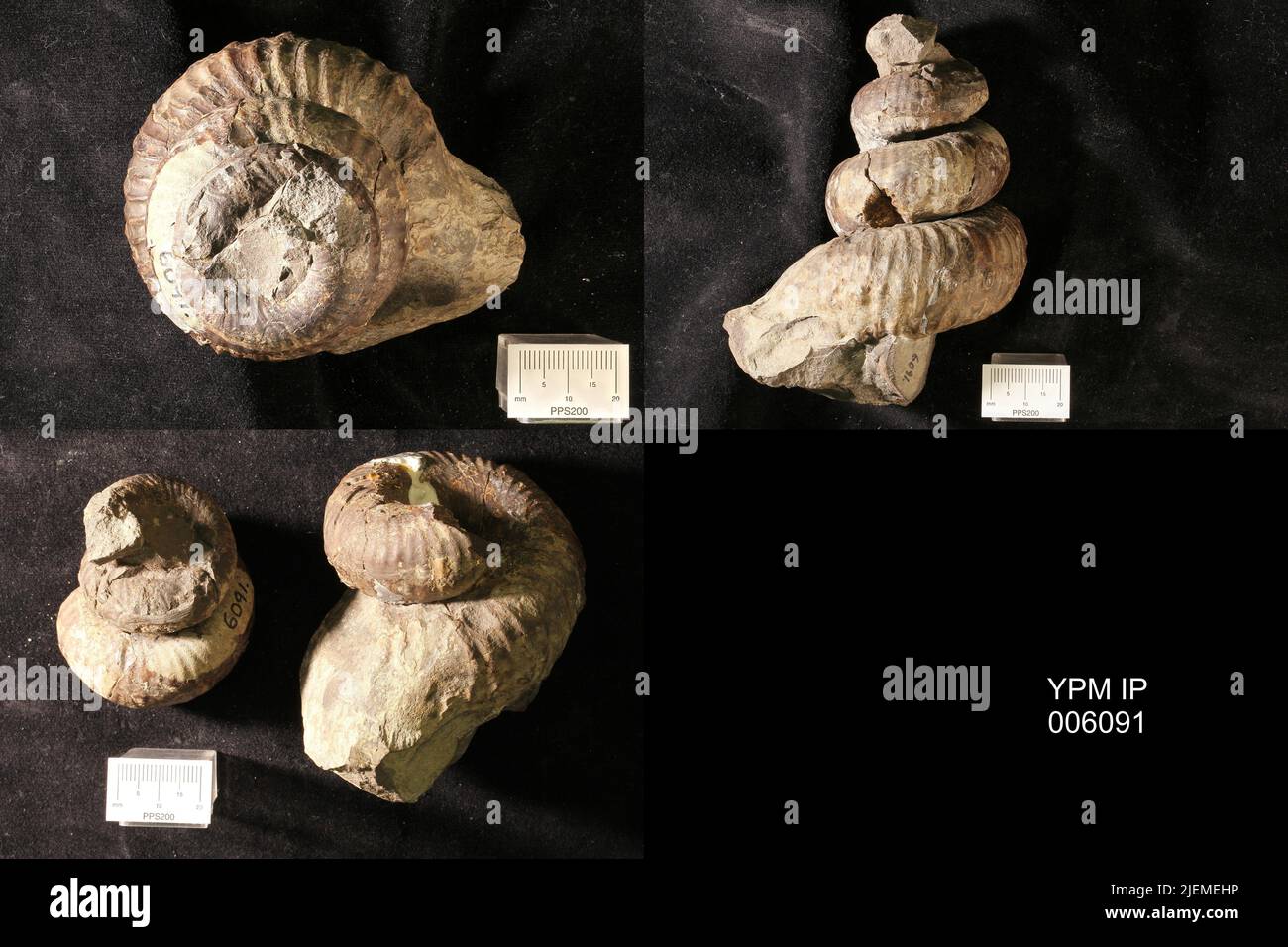 Helicoceras stevensoni Whitfield Stock Photo - Alamy