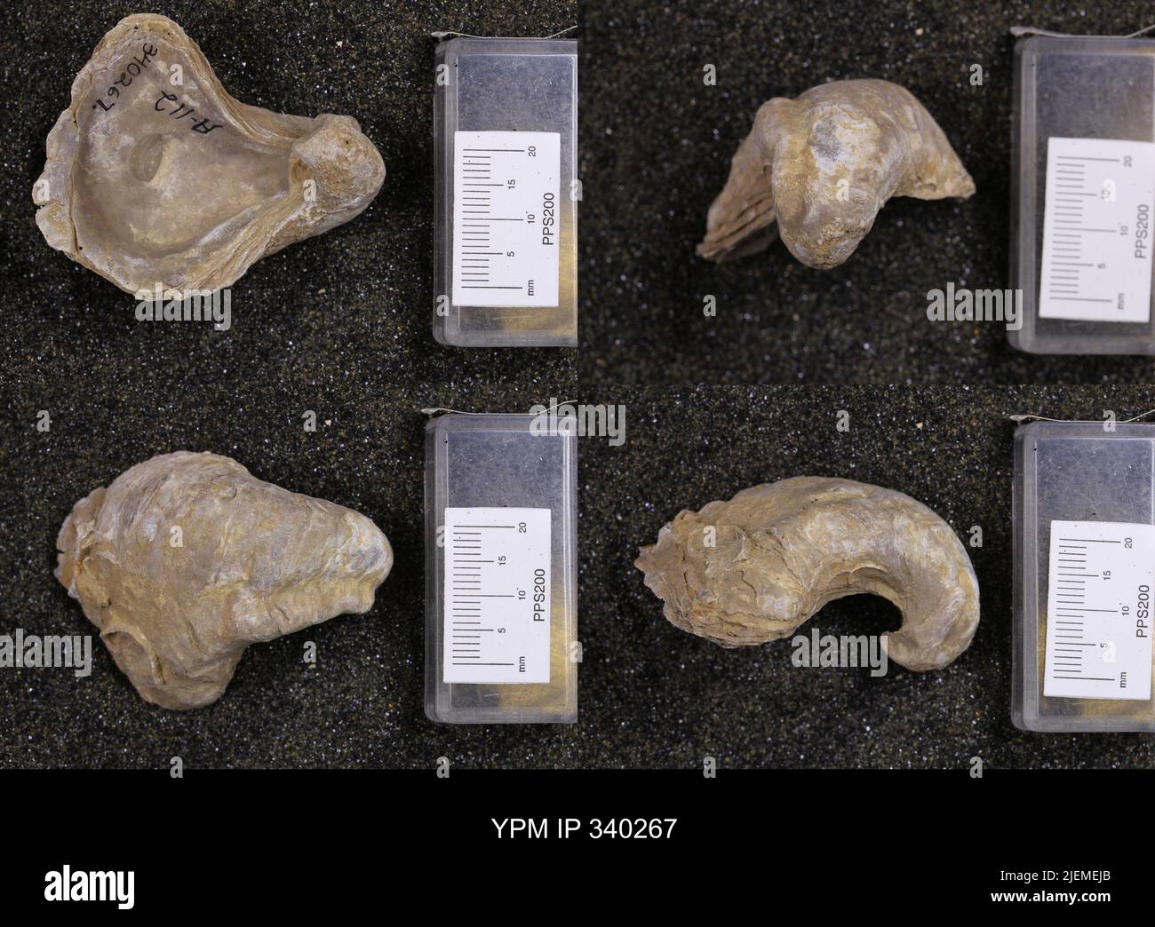 Gryphaea navia Hall, 1898 Stock Photo - Alamy