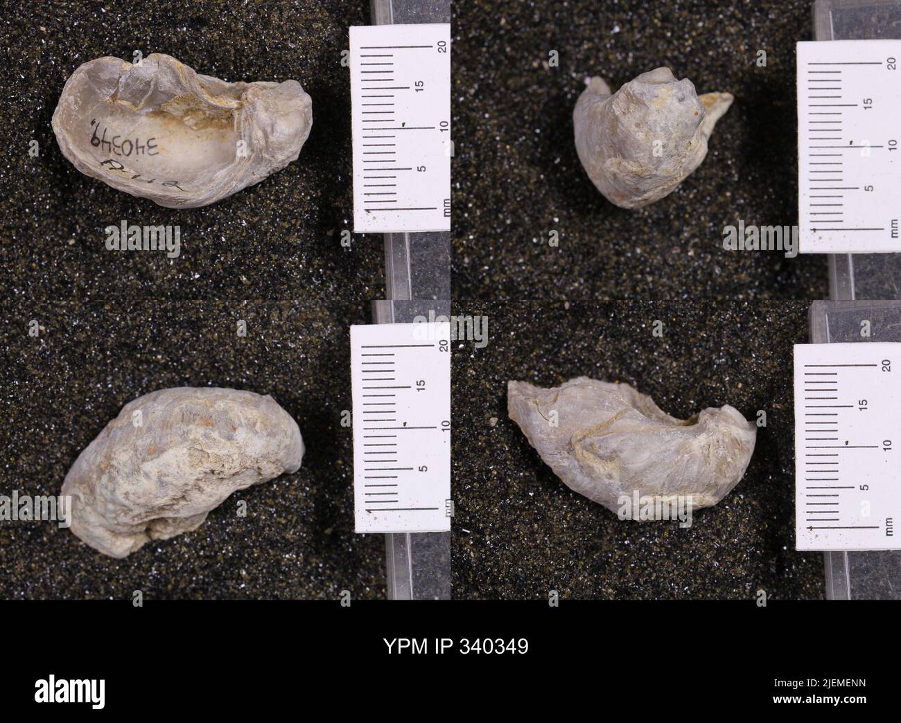 1898 animalia hi-res stock photography and images - Alamy