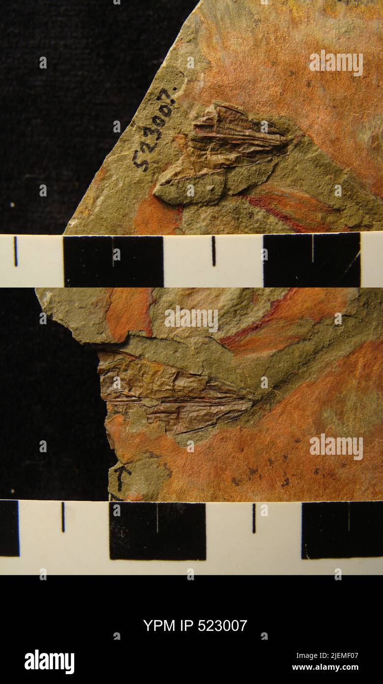 Jellyfish fossil hi-res stock photography and images - Alamy