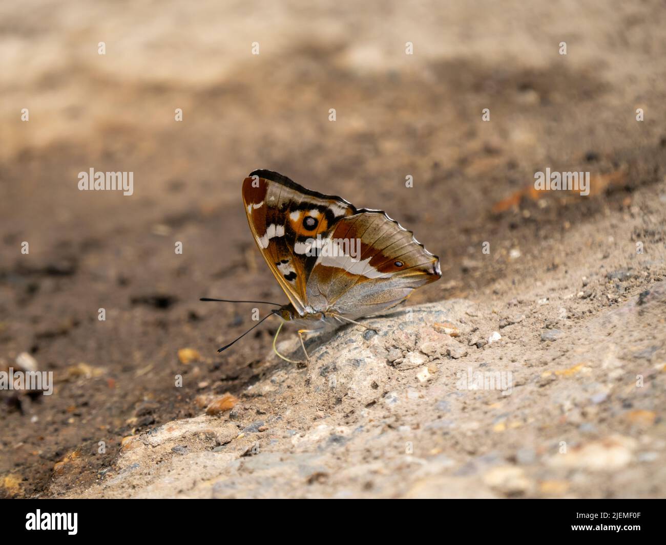 Purple Emperor Butterfly Stock Photo - Alamy