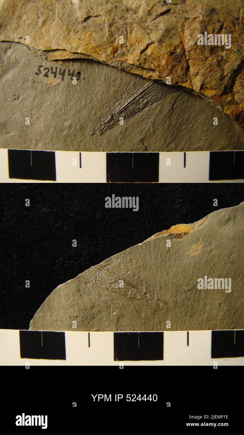 Conulariida animalia hi-res stock photography and images - Alamy