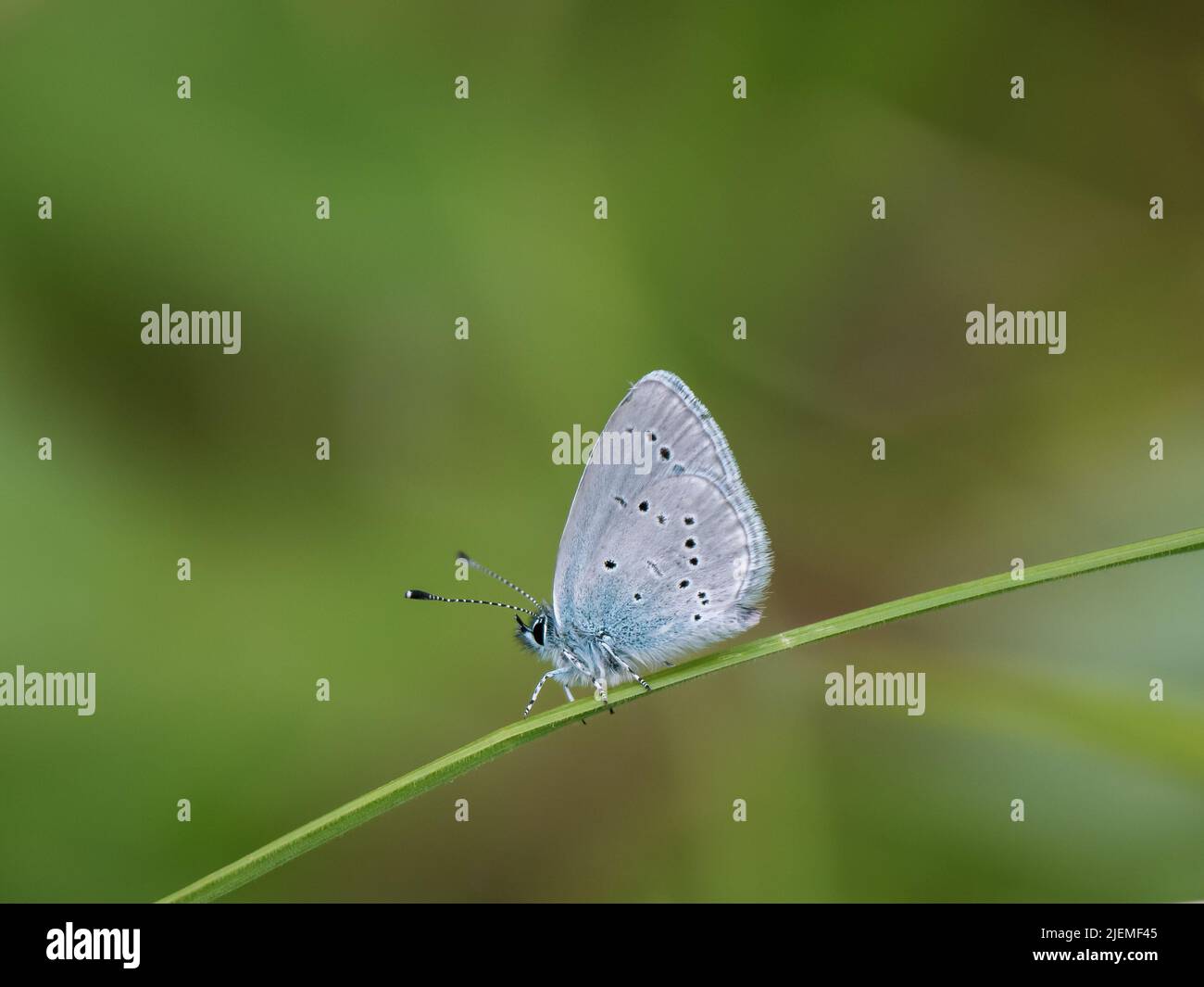Small Blue Butterfly Stock Photo - Alamy