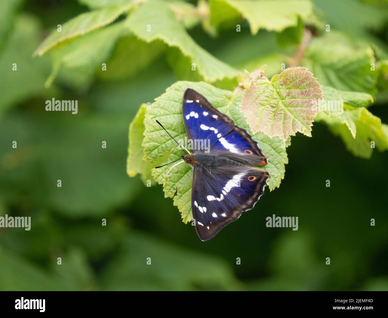 Purple Emperor Butterfly Stock Photo - Alamy
