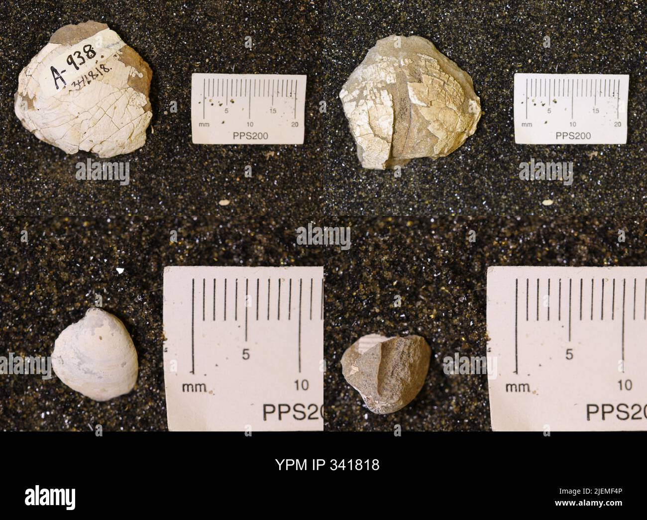 Cucullaea sp animalia hi-res stock photography and images - Alamy