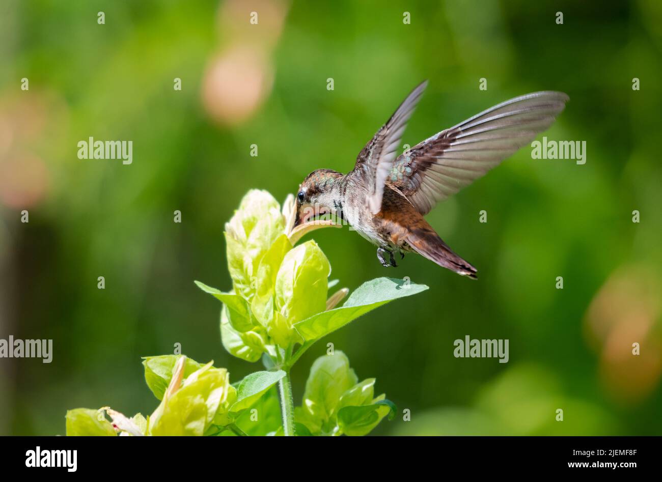 Young and molting Ruby Topaz hummingbird, Chrysolampis mosquitus ...