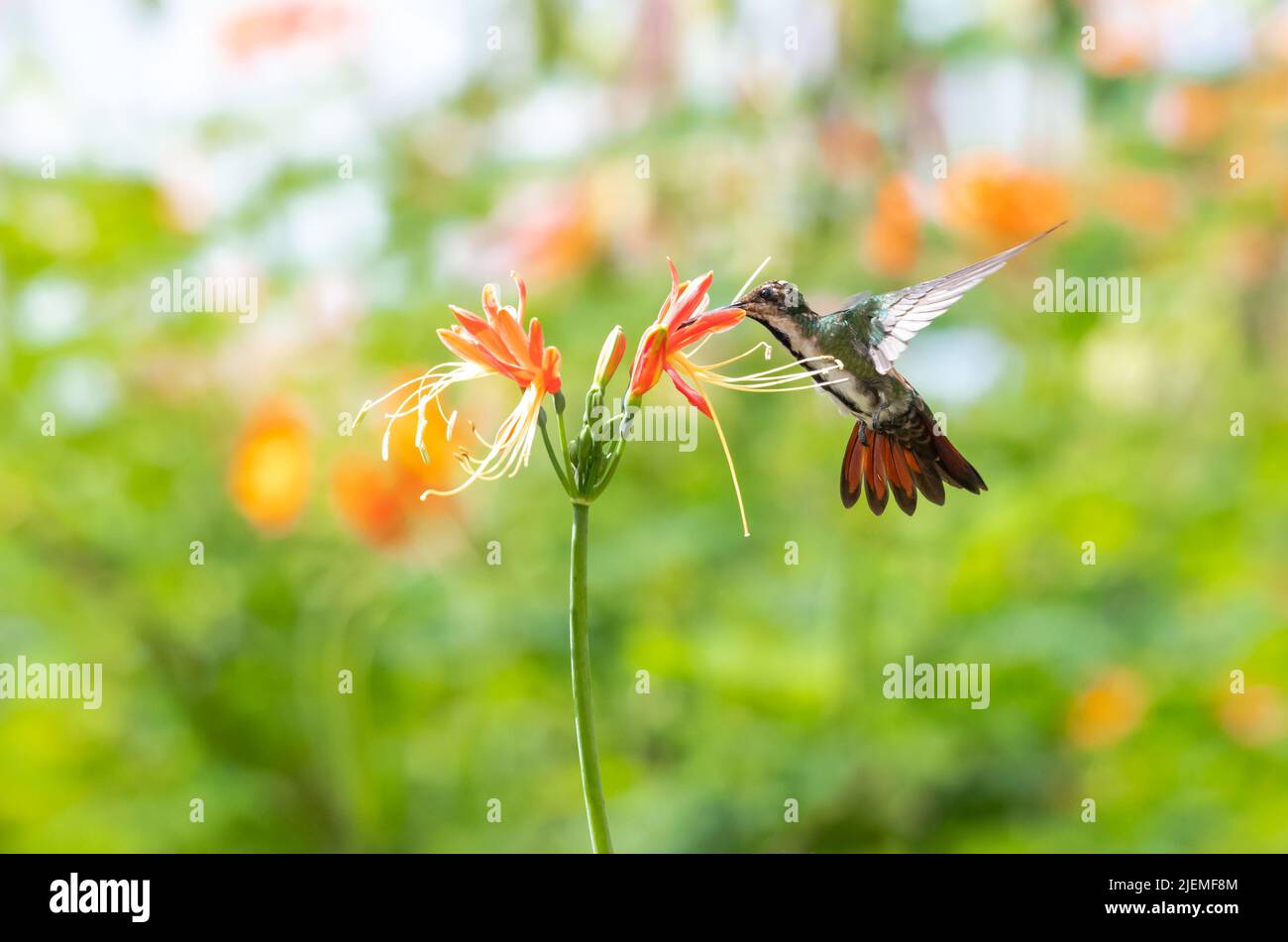 Female Black-throated Mango hummingbird, Anthracothorax nigricollis ...