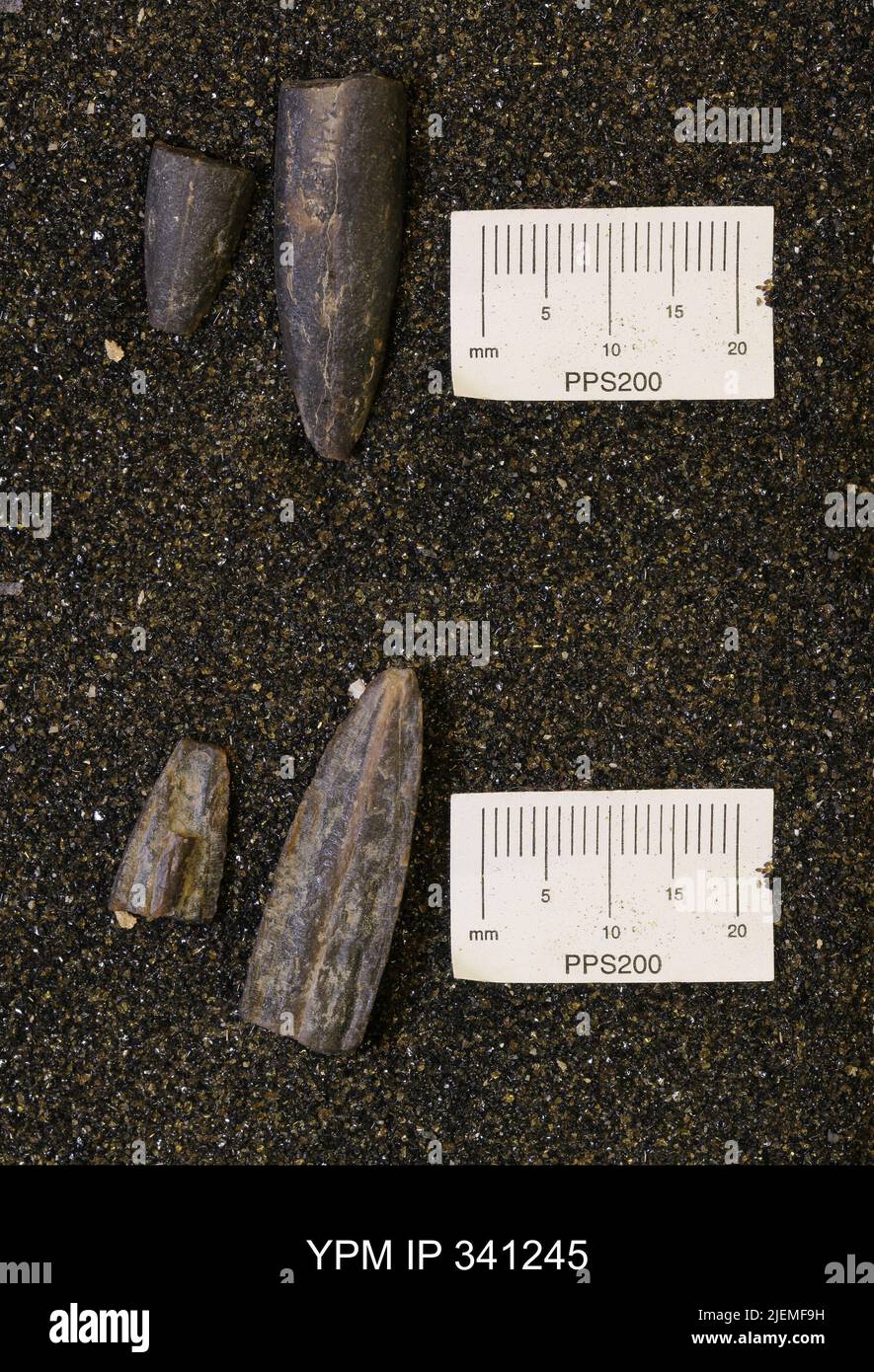 Belemnites sp hi-res stock photography and images - Alamy