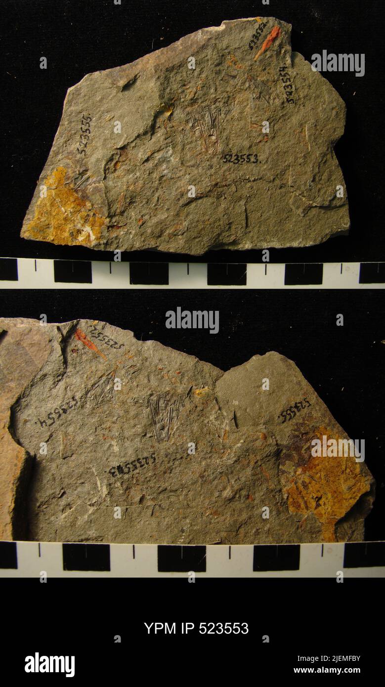 Undet conulariida animalia hi-res stock photography and images - Alamy