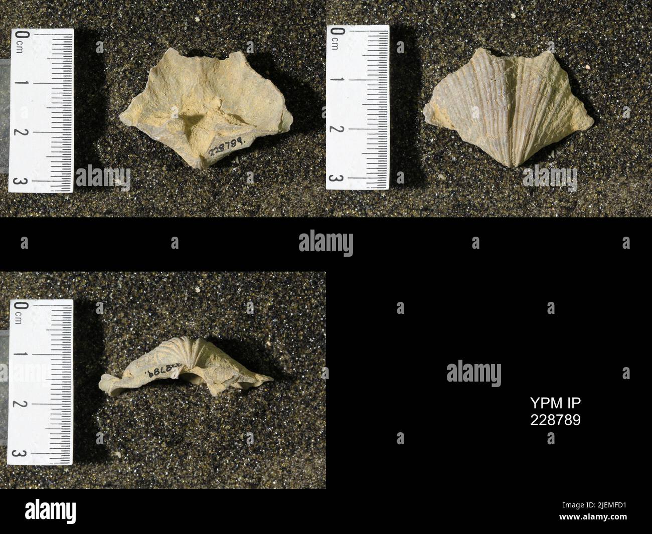 Neospirifer sp animalia hi-res stock photography and images - Alamy