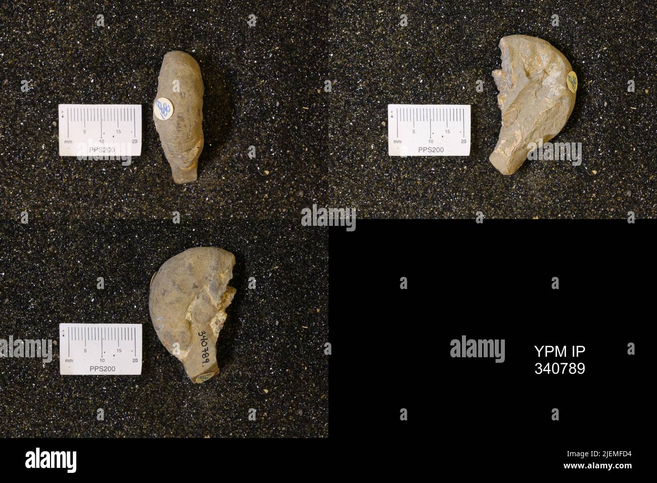 Scaphites hi-res stock photography and images - Alamy
