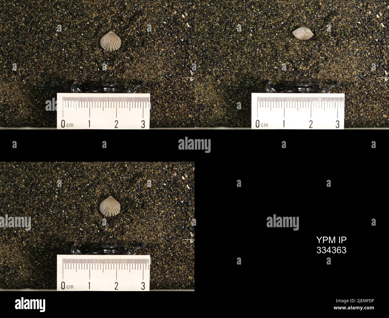 Orthis plectorthis ella hall animalia hi-res stock photography and ...