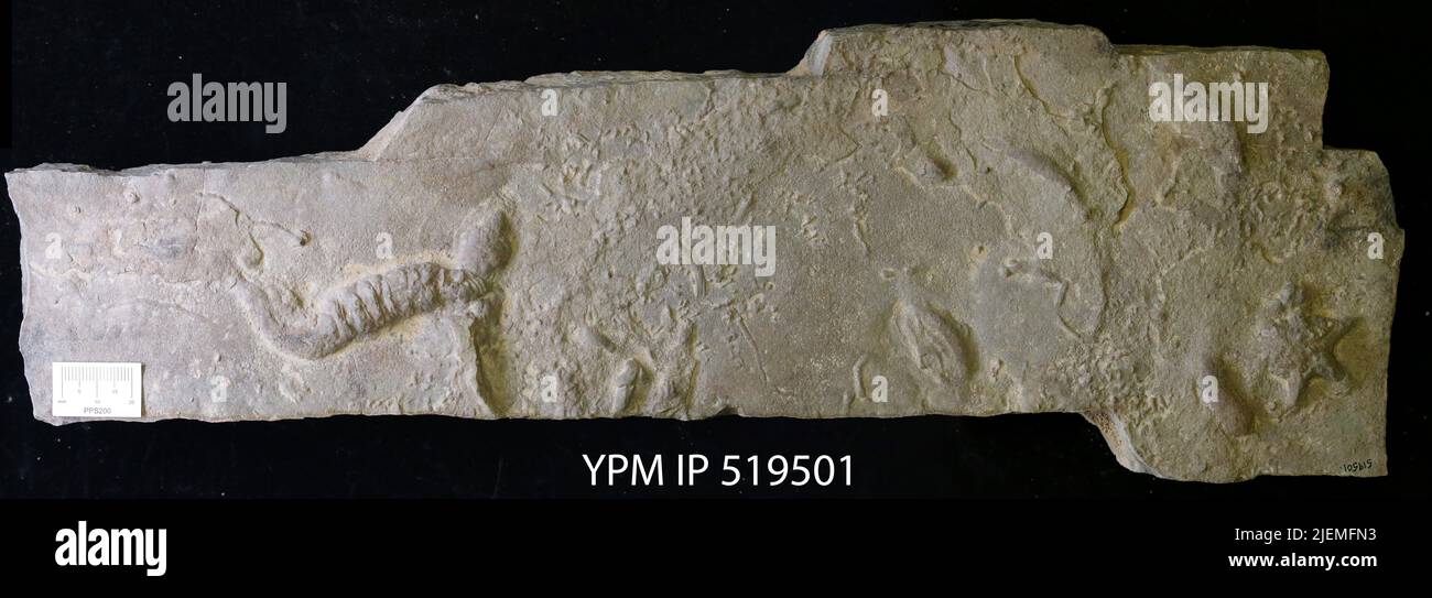 Undet ichnofossil ichnofossil ichnofossils hi-res stock photography and ...