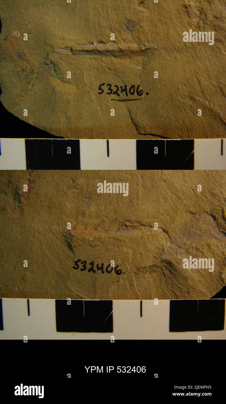 Dinocarida hi-res stock photography and images - Alamy