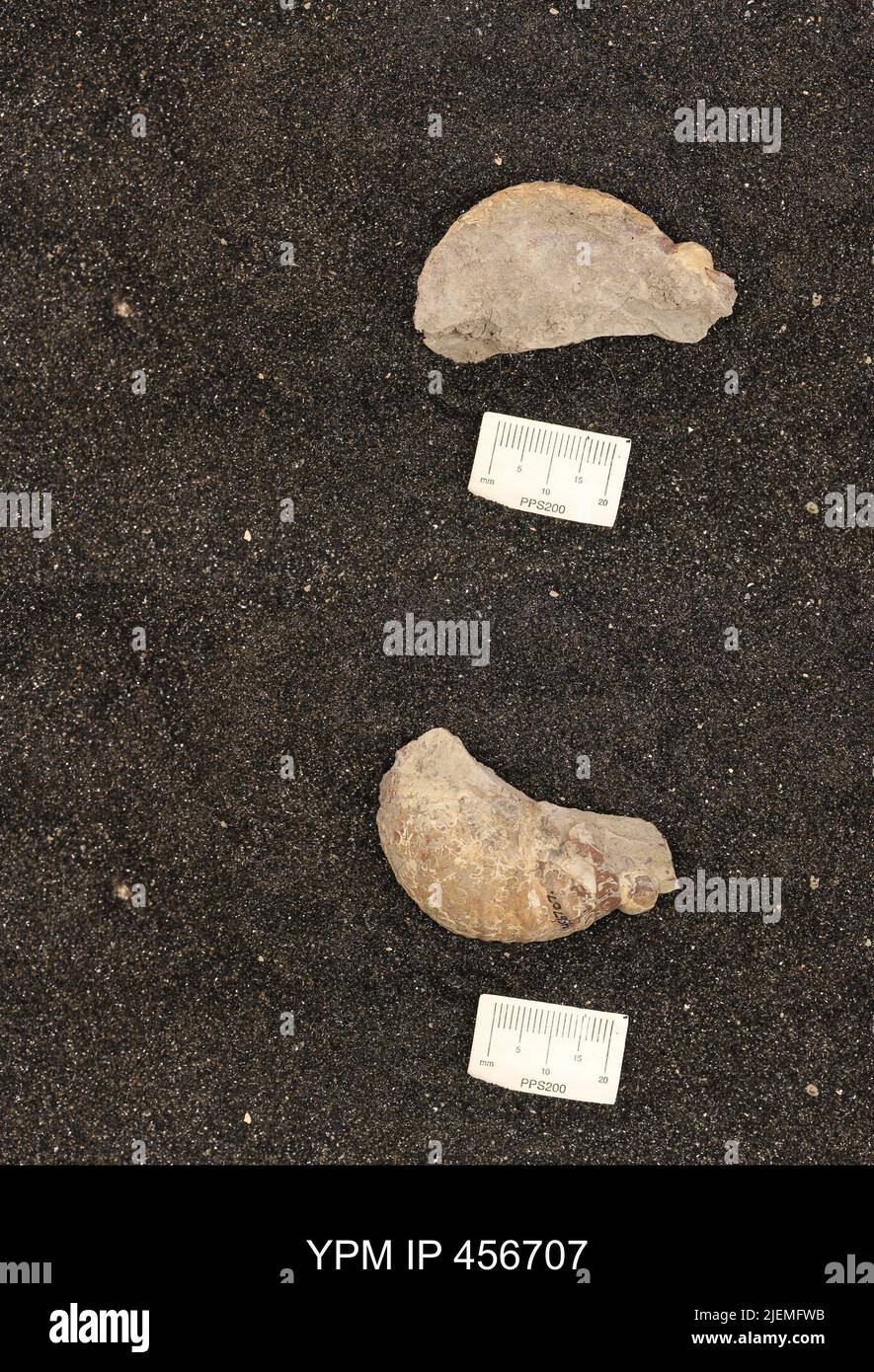 Scaphites ventricosus stantoni Reeside Stock Photo - Alamy