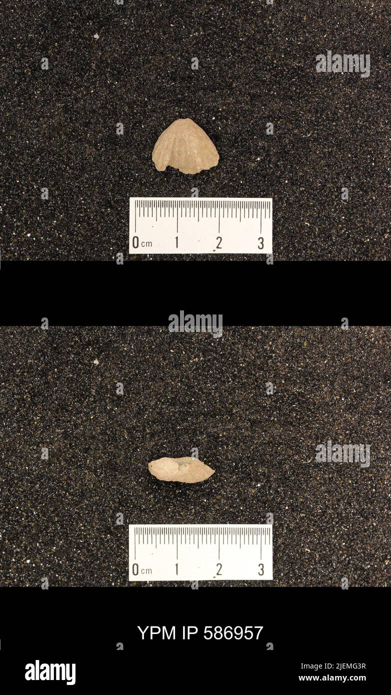 Capax hi-res stock photography and images - Alamy