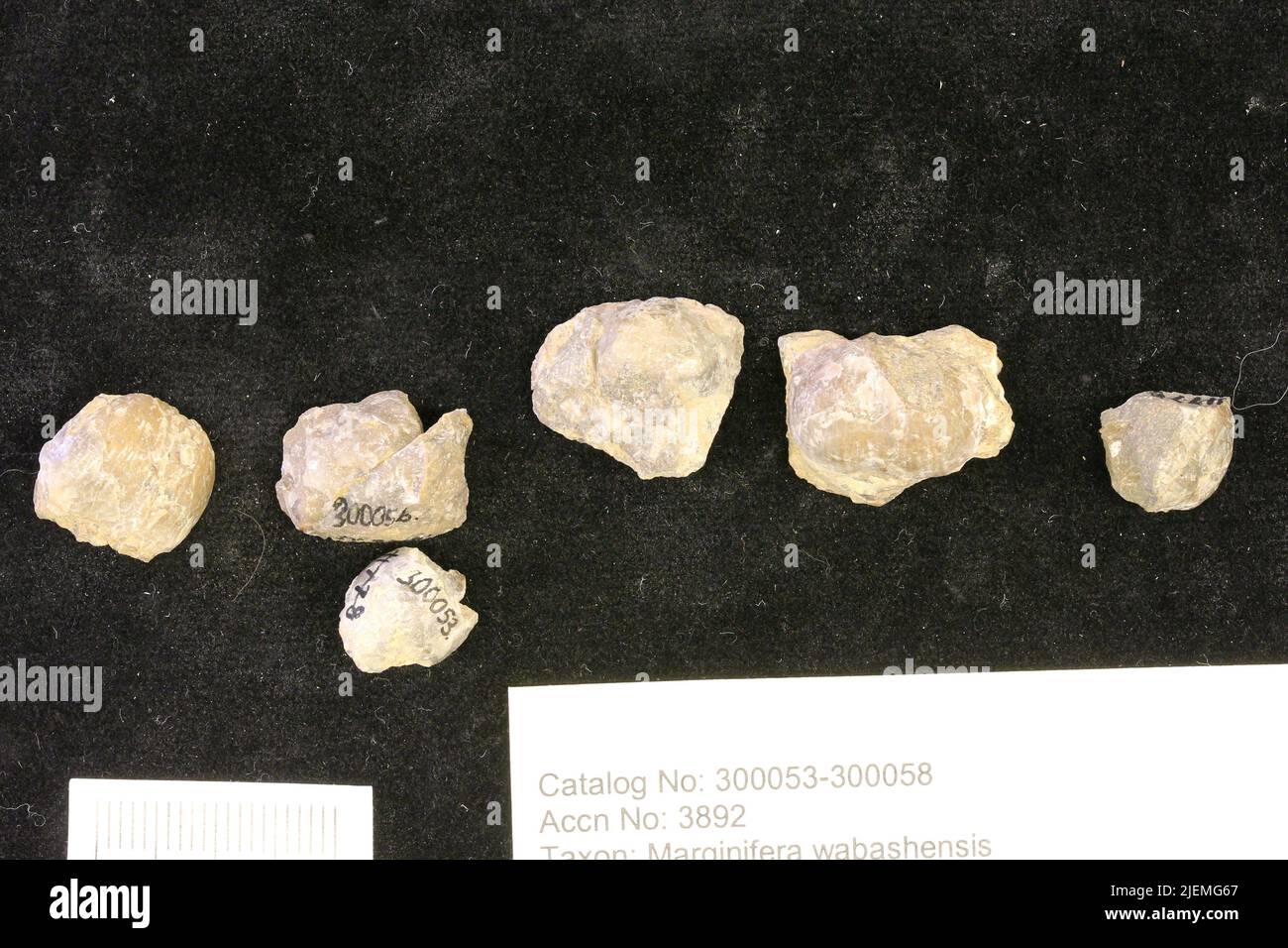 Marginifera wabashensis (Norwood & Pratten Stock Photo - Alamy