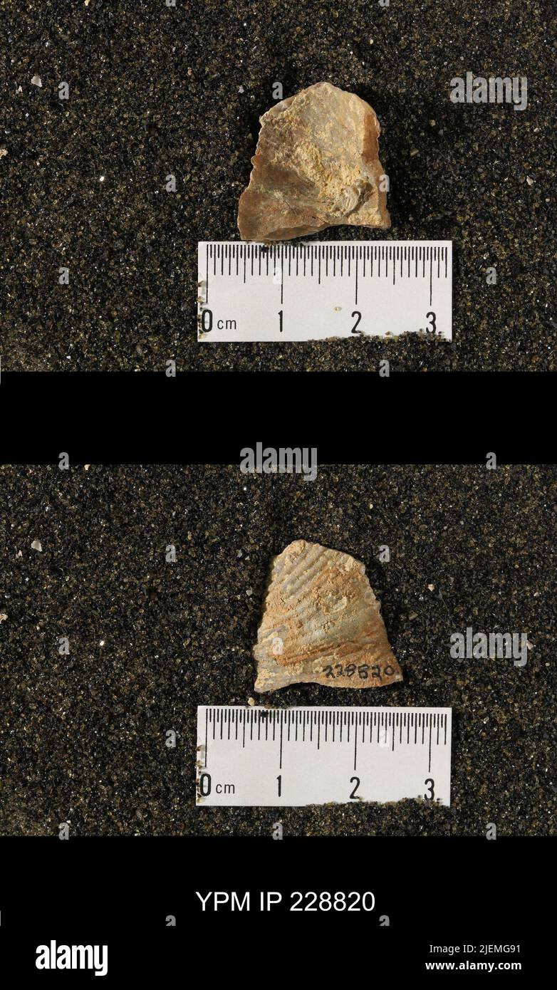 Neospirifer sp animalia hi-res stock photography and images - Alamy