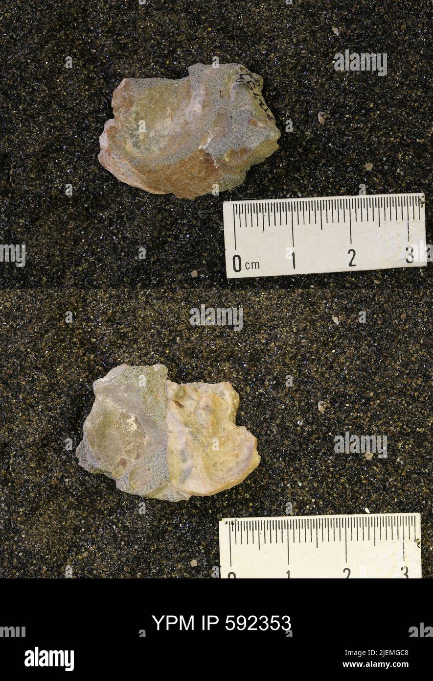 Inoceramus shell hi-res stock photography and images - Alamy